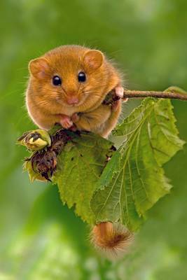 Na safari namesto Afrike v Ljubljano? Zakaj ne
