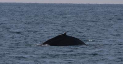 Kita evtanazirali z eksplozivom