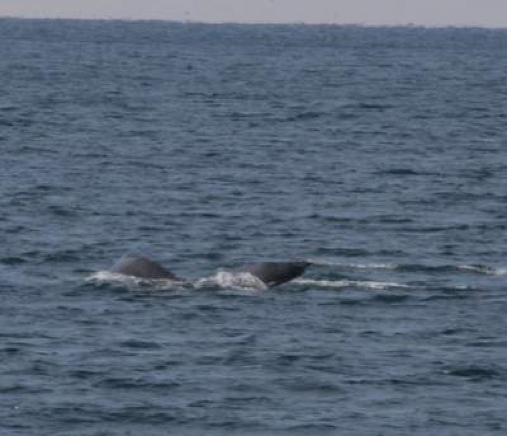Kit grbavec kot prikazen v Piranskem zalivu