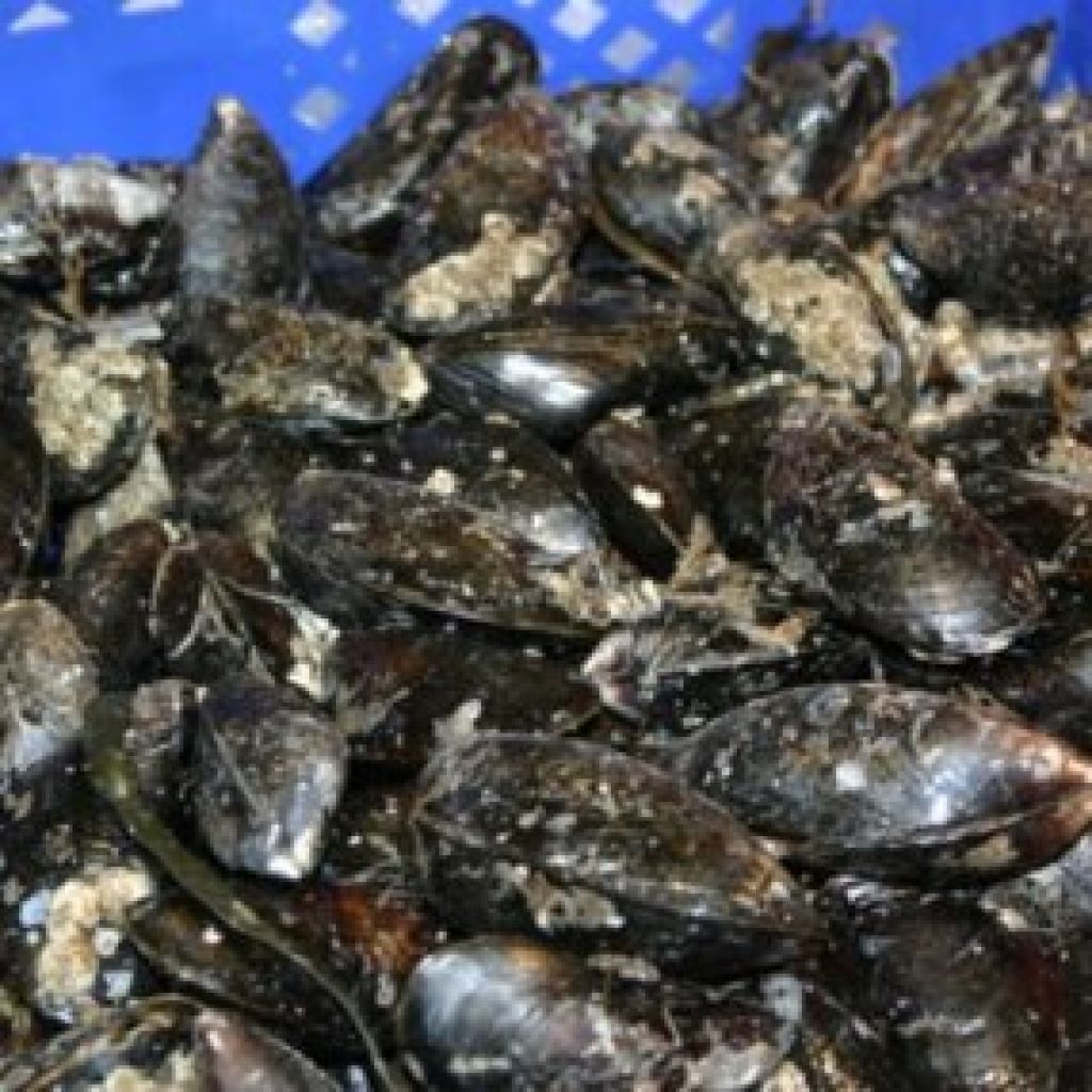 Zaradi toksinov zaprli gojišči školjk na Obali