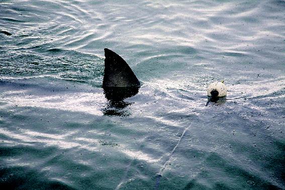 Veliki beli morski psi so že pripravljeni na nogometno SP