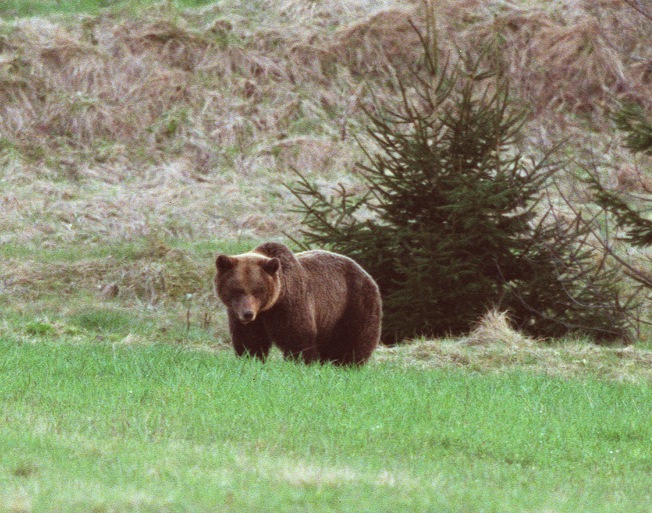 Medvedka pogrizla sprehajalko
