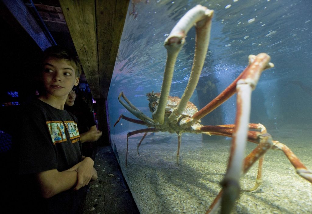 Orjaška rakovica na Nizozemskem