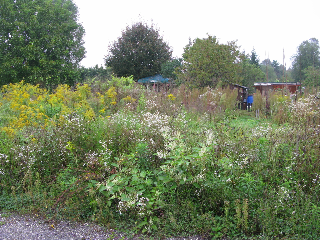 Invazivne tujerodne rastline vse bolj preraščajo Ljubljano