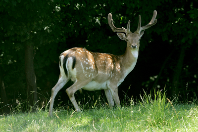Lovca mrtva, jelen živ