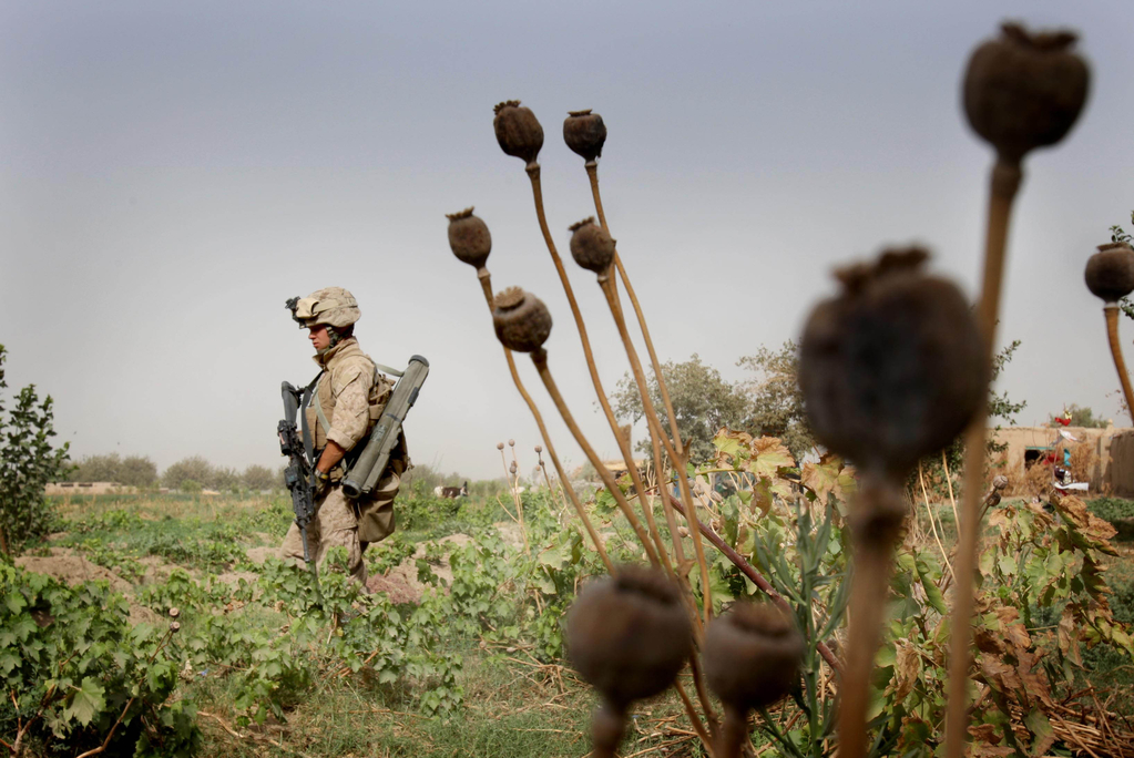 Skokovita rast pridelave opija v Afganistanu