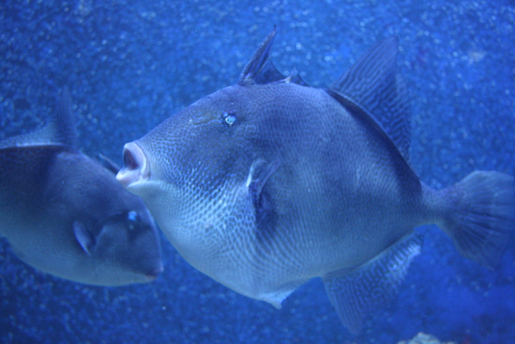 Piranski akvarij ima dovoljenje za prikazovanje živali