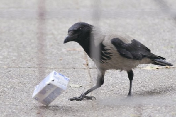 Napad vran v Ljubljani – nihče ni upal iz hiše