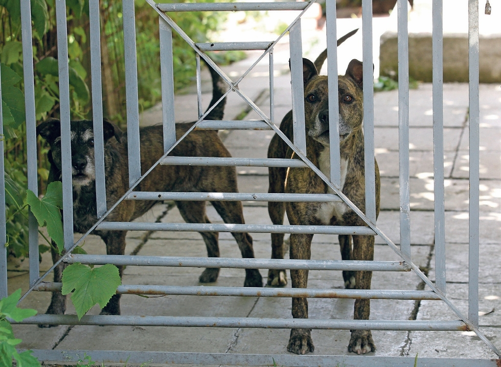Psici iz Trbovelj tudi uradno nevarni
