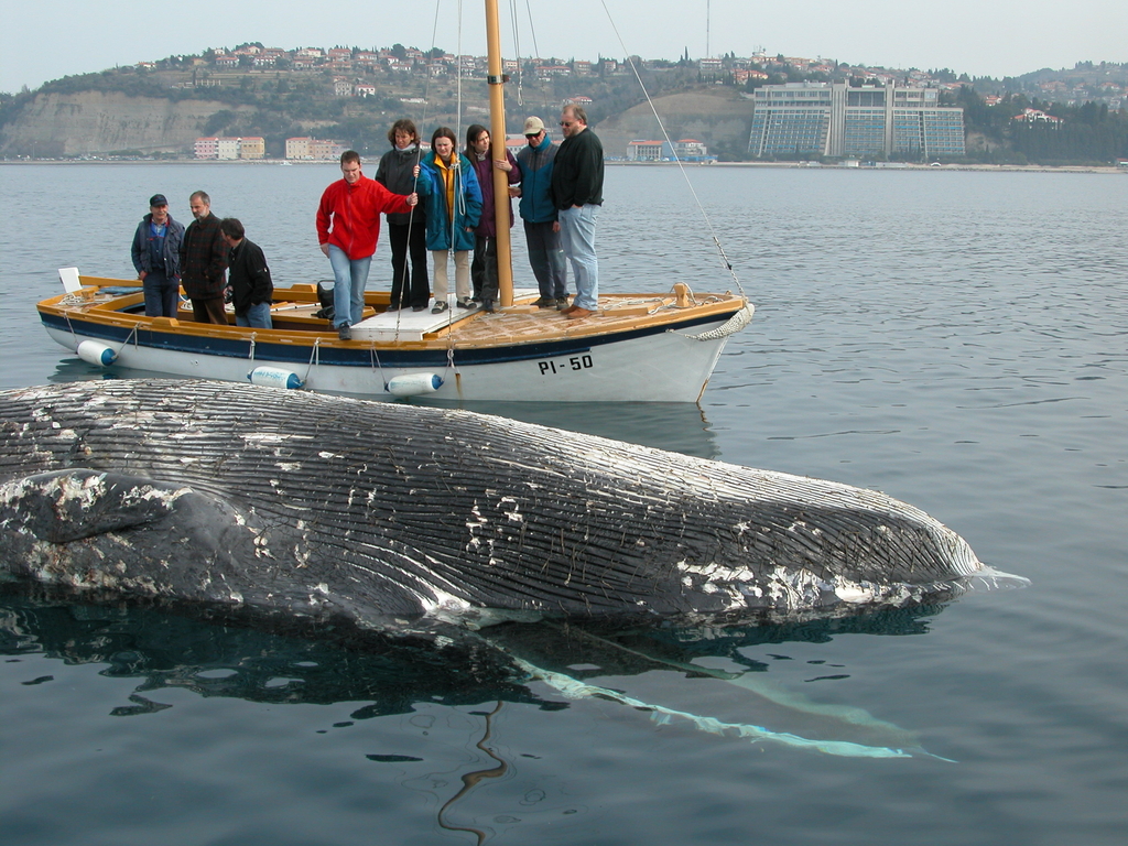 Kit v Kvarnerskem zalivu