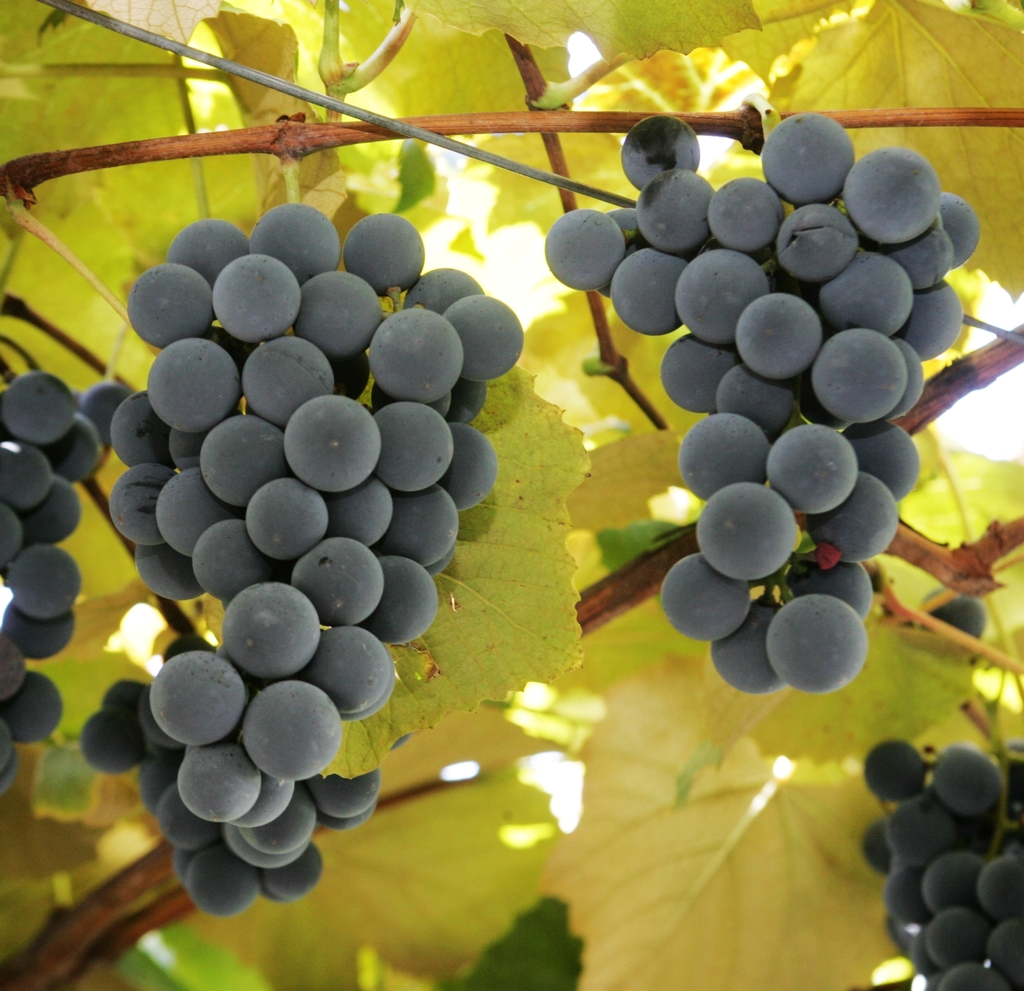 Dobro jutro: Grozdje