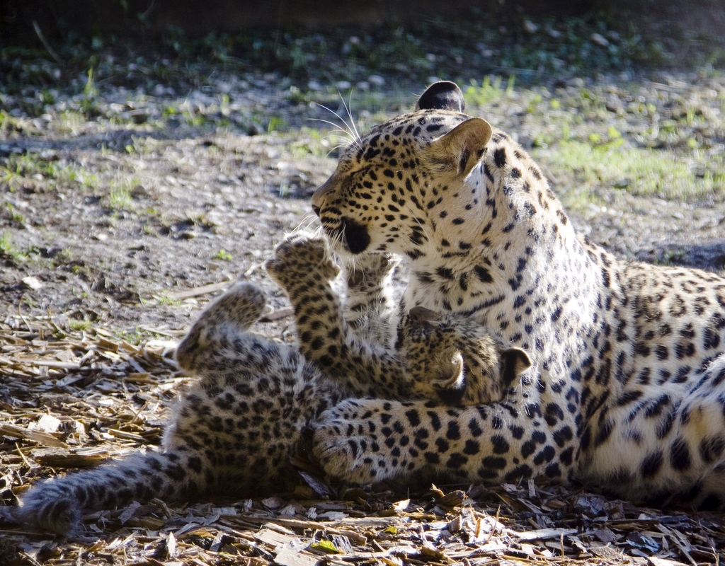 Slovenska leoparda odpeljana v Italijo