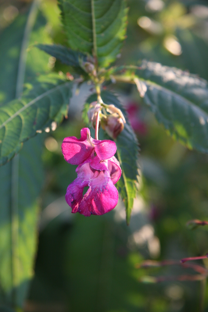 Deloindom: Invazivne rastline - povabljene ali ne, prišle so