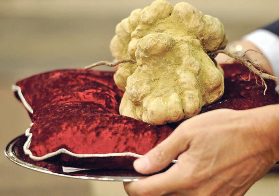 Za tartufe tudi do 10 tisoč evrov