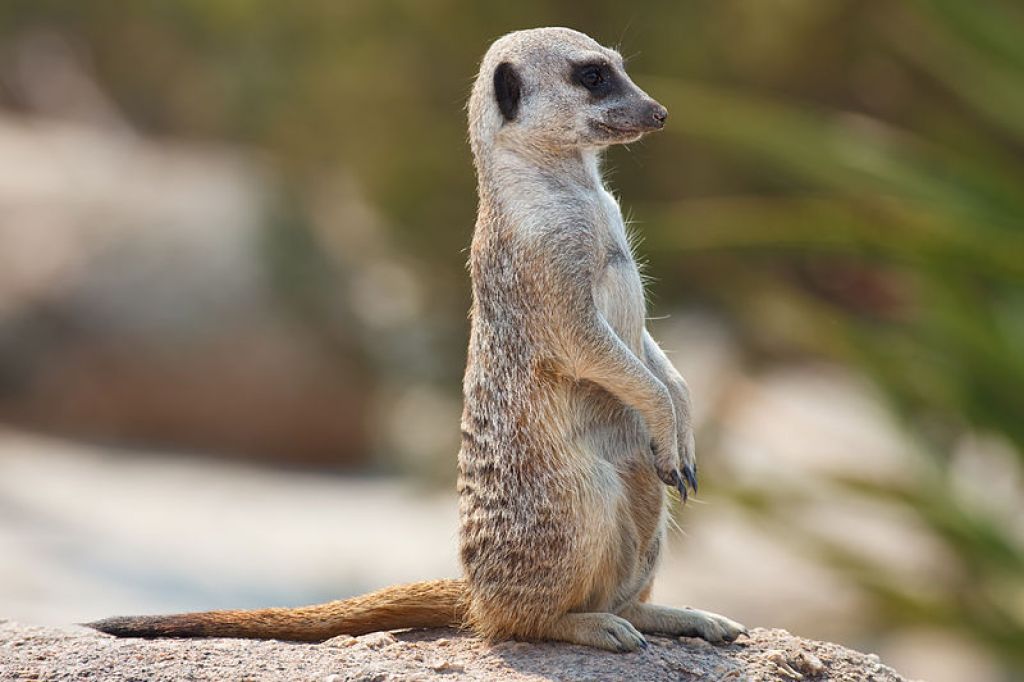 živlijenski prostor