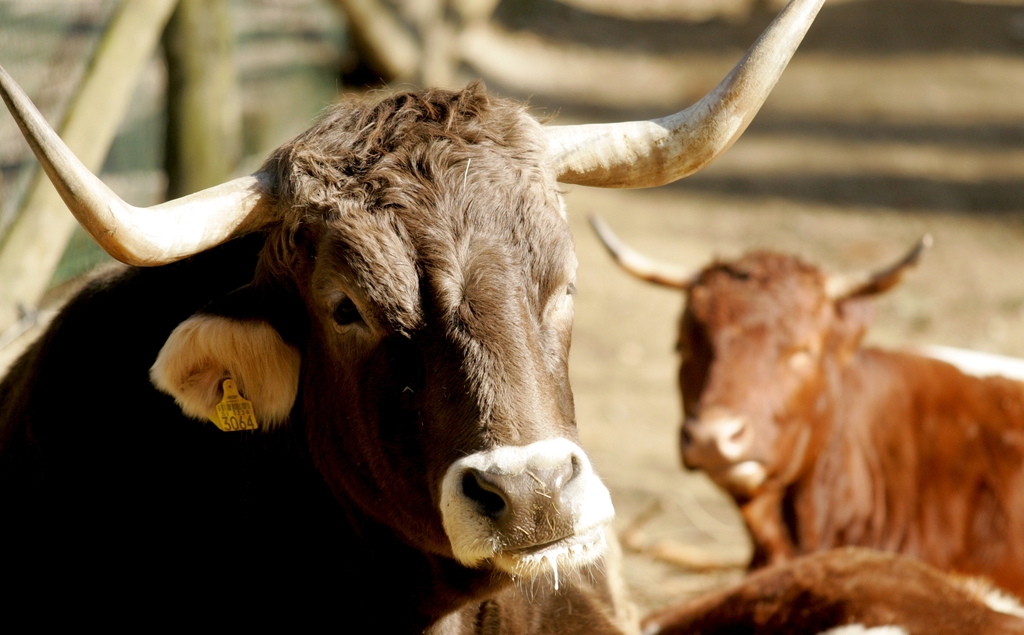 Z avtom je naletela na – bika