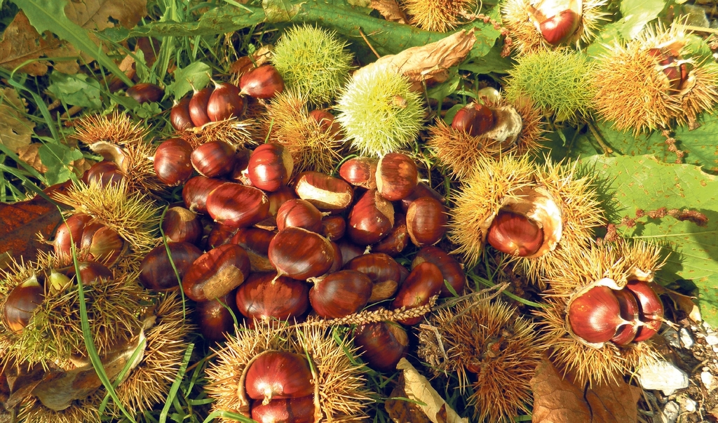 Kuhan in pečen je reševal lakoto