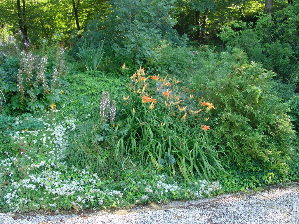 Deloindom: Pokrovne trajnice - so lepe in skrbijo za plodna tla