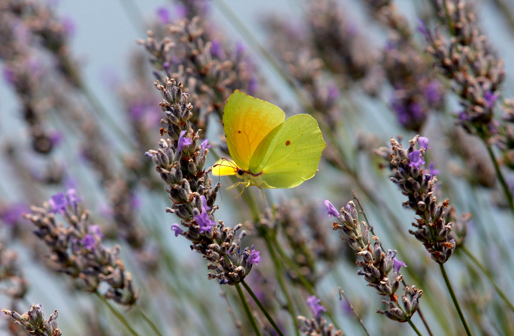 Deloindom: Zdravilnost sivke