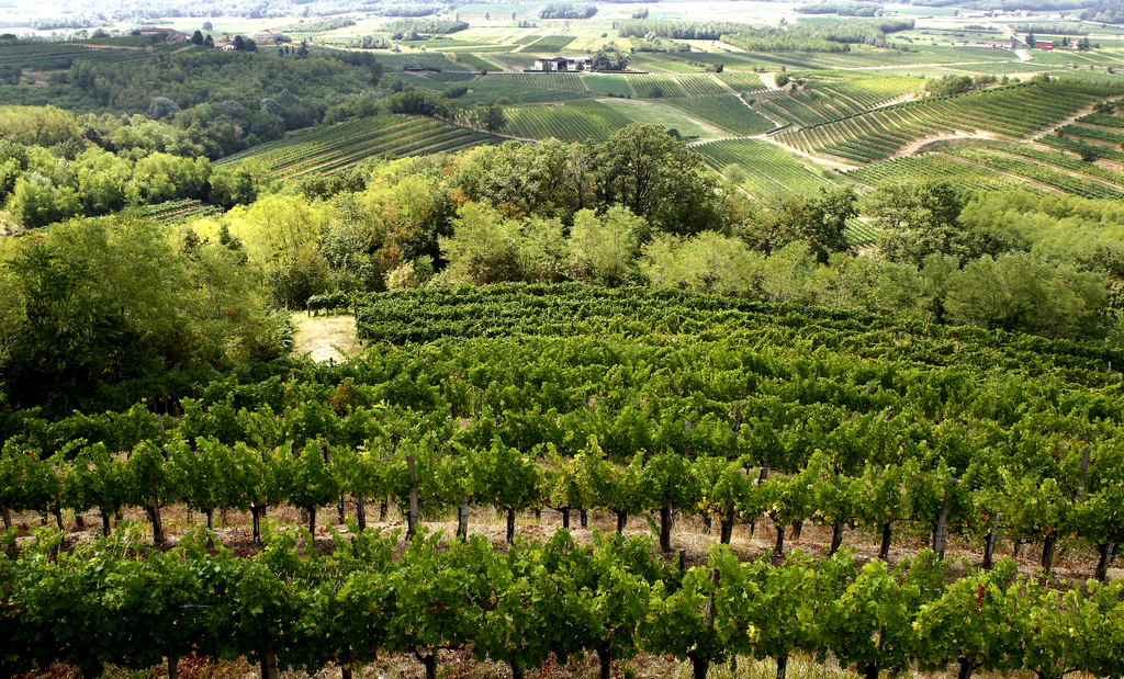 Finančna pomoč za promocijo slovenskega vina