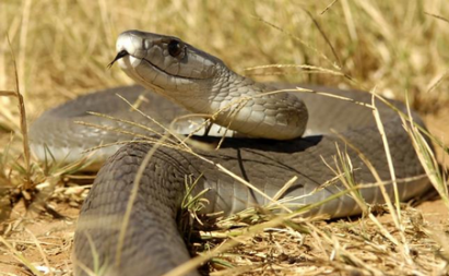 Polet: Strup črne mambe učinkovitejši kot morfij