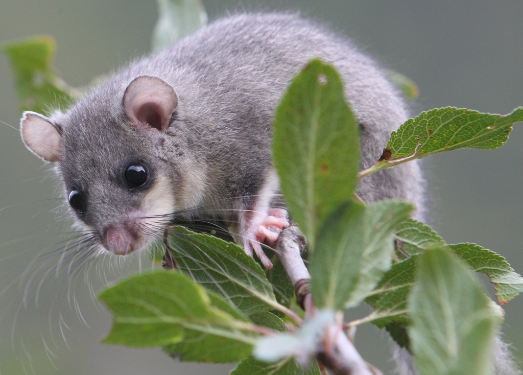 Dobro jutro: En'ga polha za pomoč
