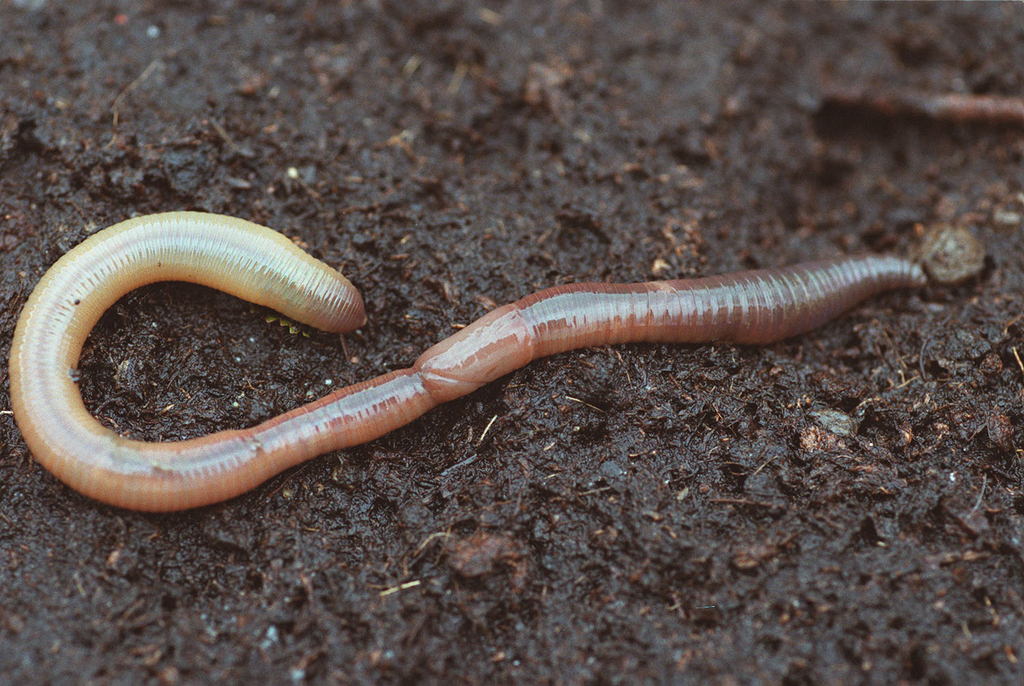 Deloindom: Vloga deževnikov