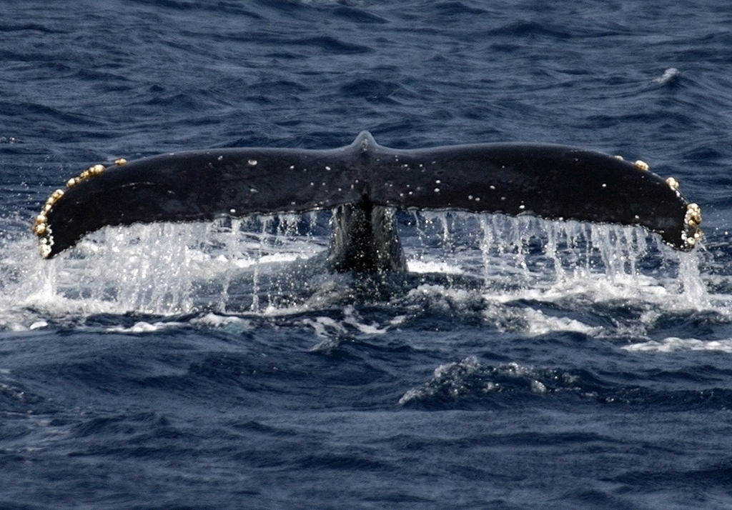 Kdo neki tam poje? Grbasti kit že ne.