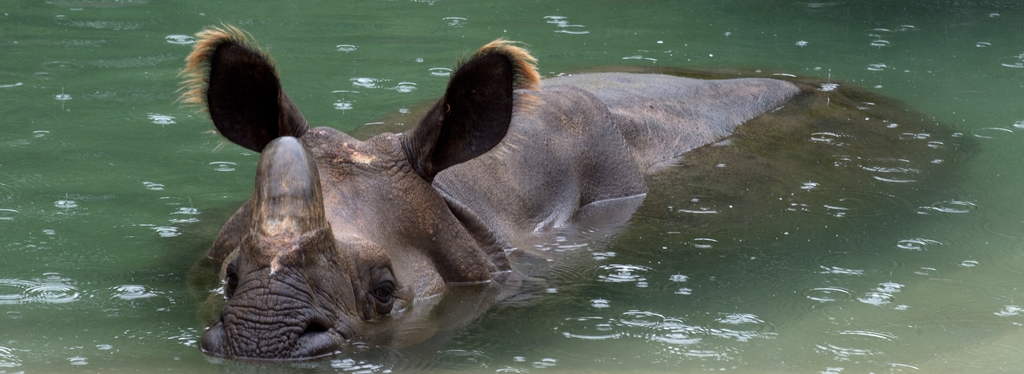 Zahodnega črnega nosoroga ni več na planetu