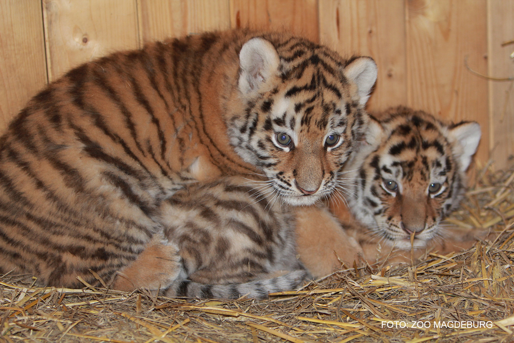 V ljubljanskem ZOO dobili dva nova sibirska tigra