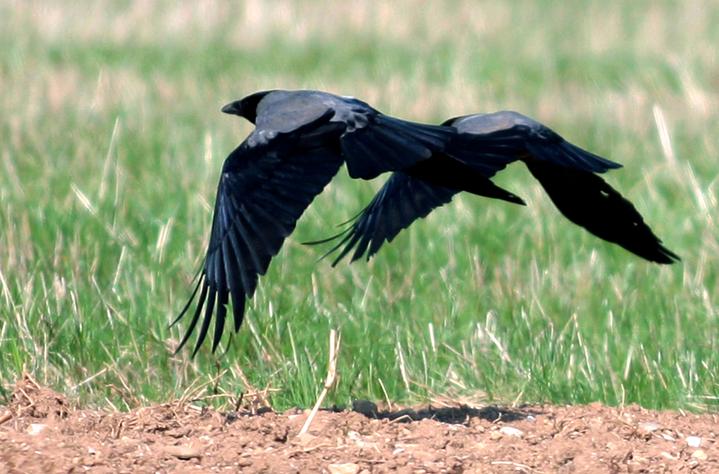 Dobro jutro: Črna vrana – zlata ptica