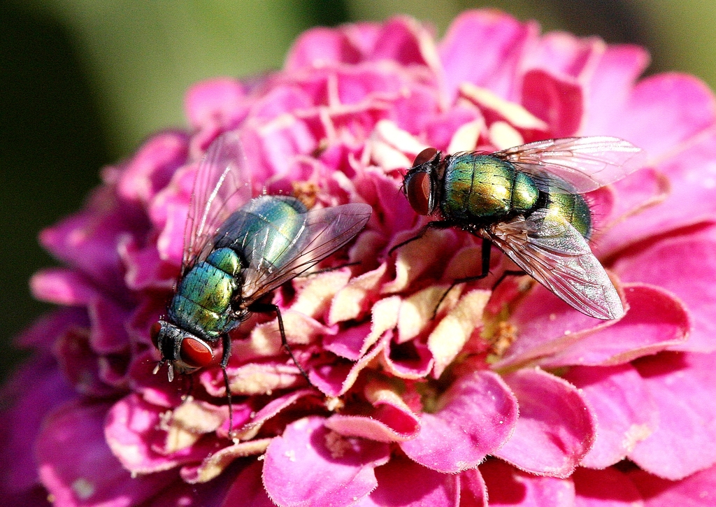 Vpliv sorodstva pri muhah