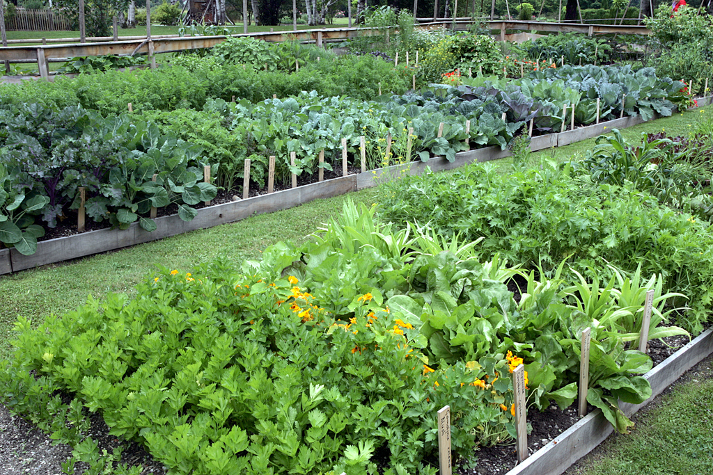 Nova velika nagradna igra: Moj zelenjavni vrt