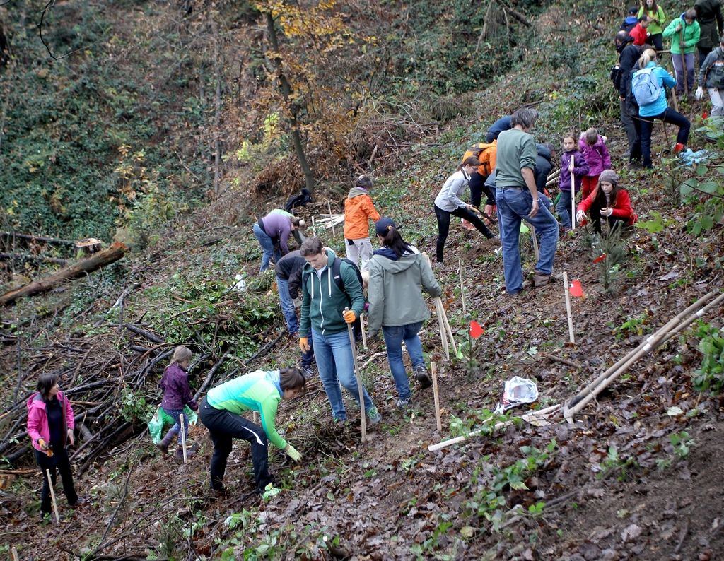 Akcija Obnovimo slovenske gozdove: majhne sadike za velik gozd