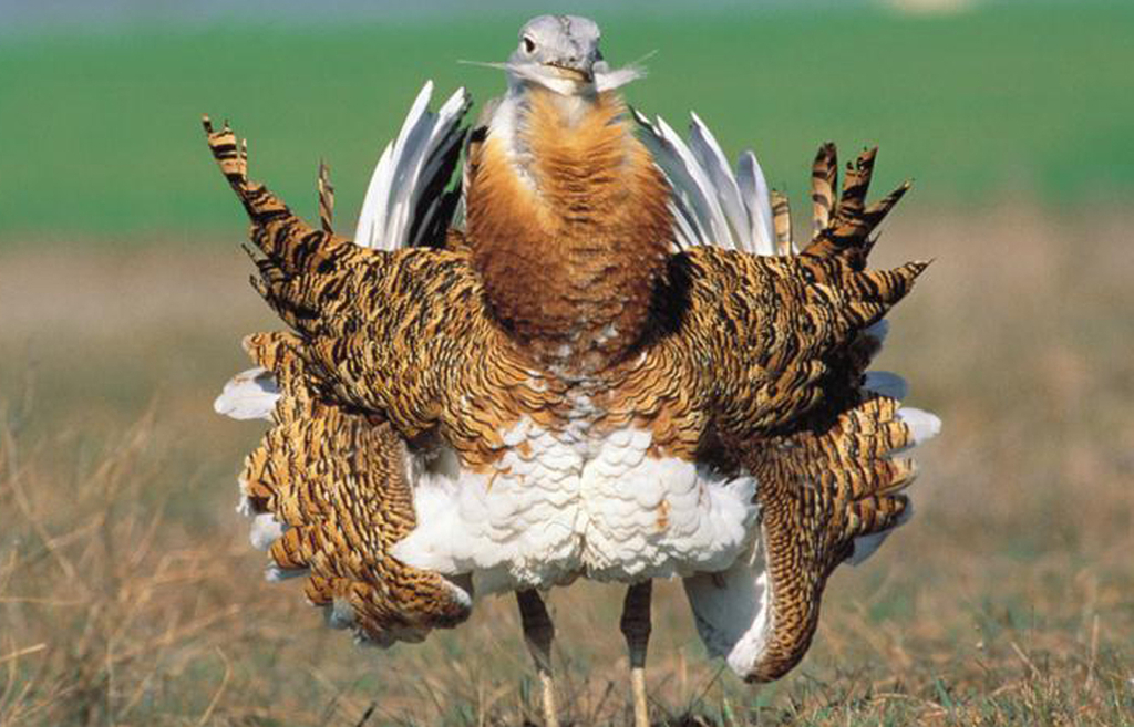 Zaščitili 31 vrst selitvene divjadi