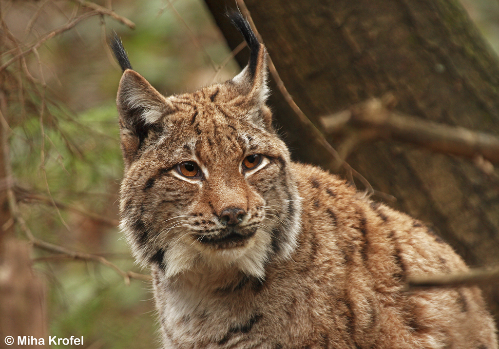 Ljubljanski živalski vrt bo bogatejši za nova risa
