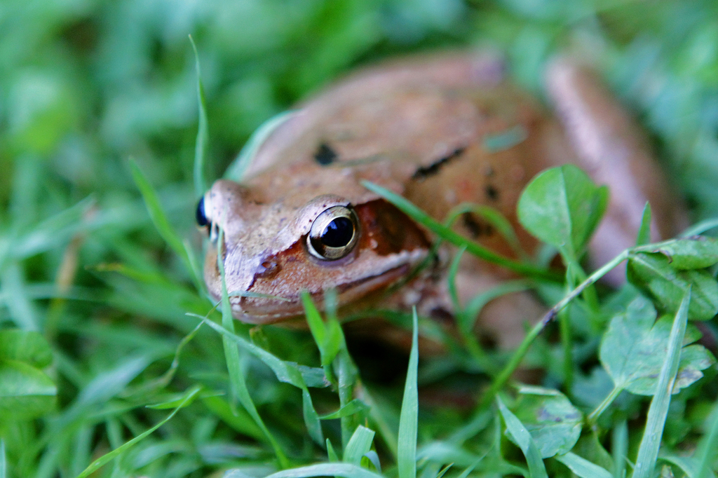 Dragi vozniki in cenjene voznice: žabam se mudi na randi