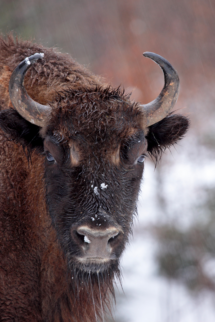 Kočevski gozdovi bogatejši za sedem evropskih bizonov