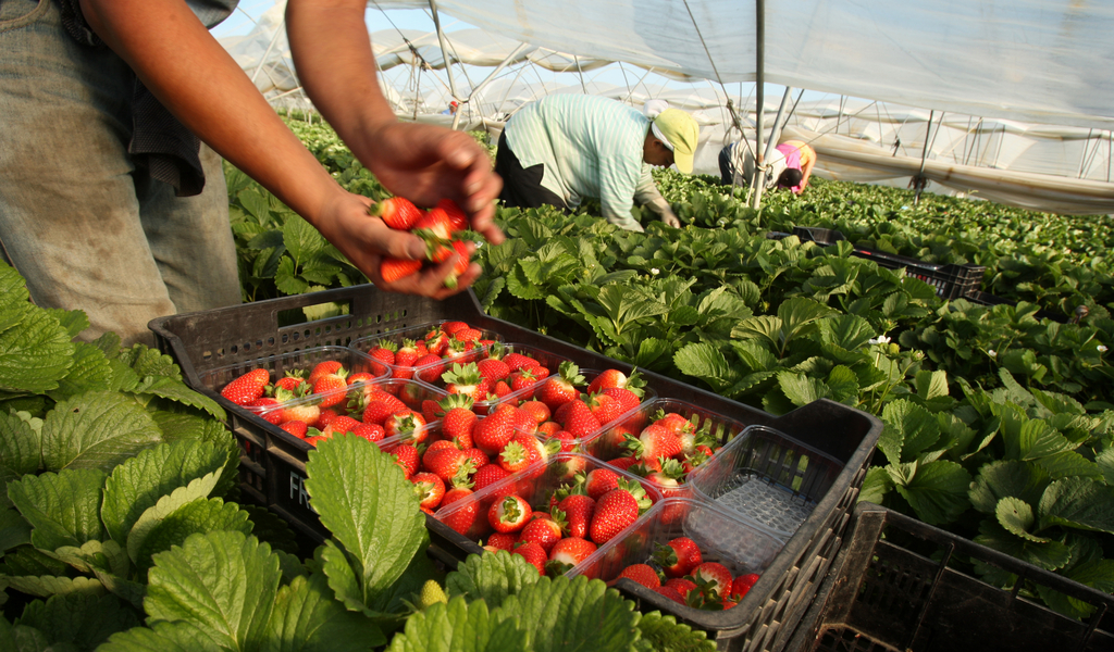 Romuni se radi vračajo k štajerskim hmeljarjem