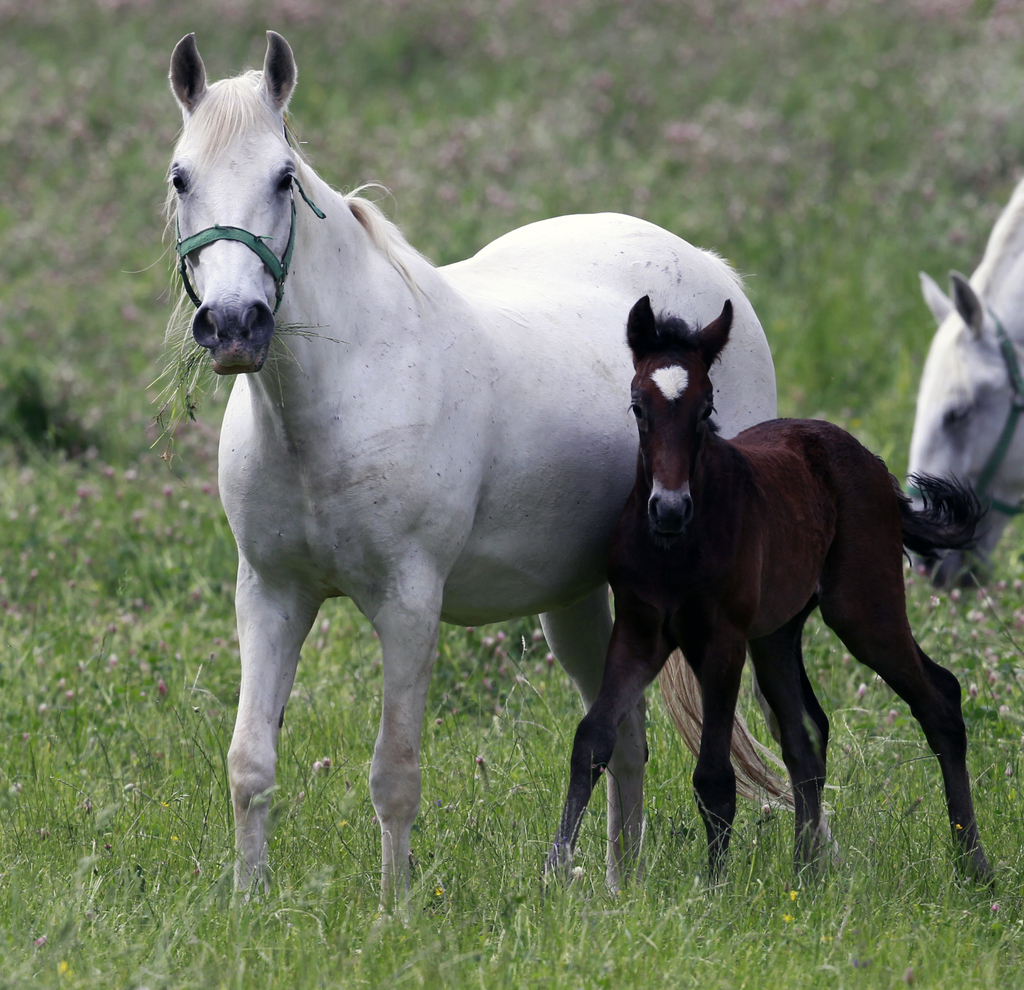Lipicanci: Dvojna nominacija le krinka