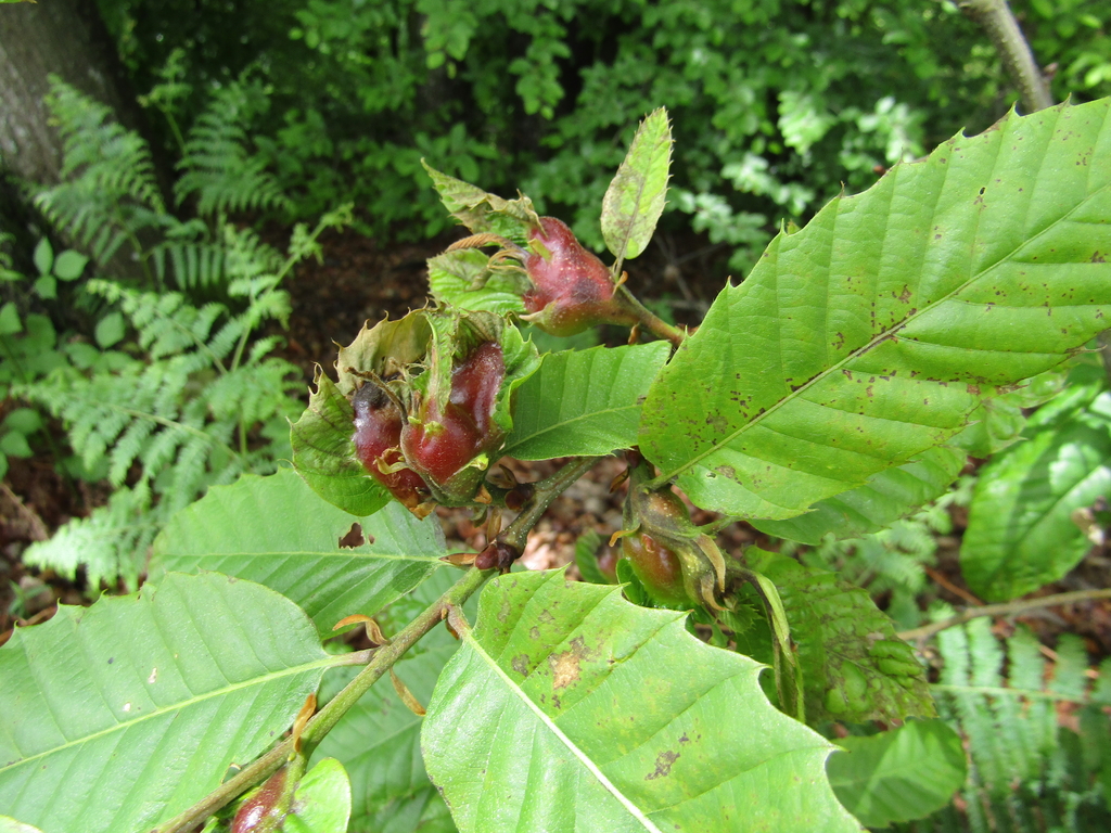 Kostanj po Sloveniji je okužen