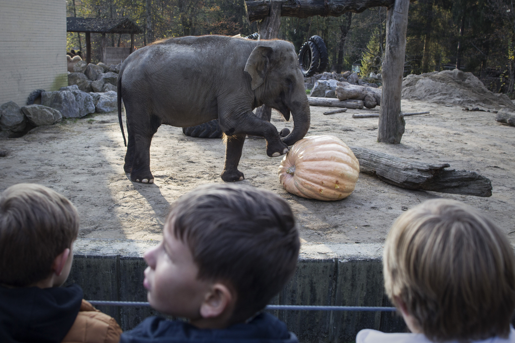 Velika buča in slonica Ganga
