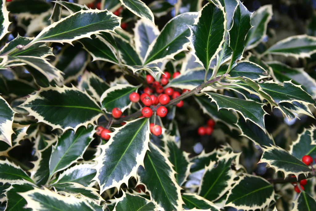 Kabinet čudes: Zimzeleni božični okras