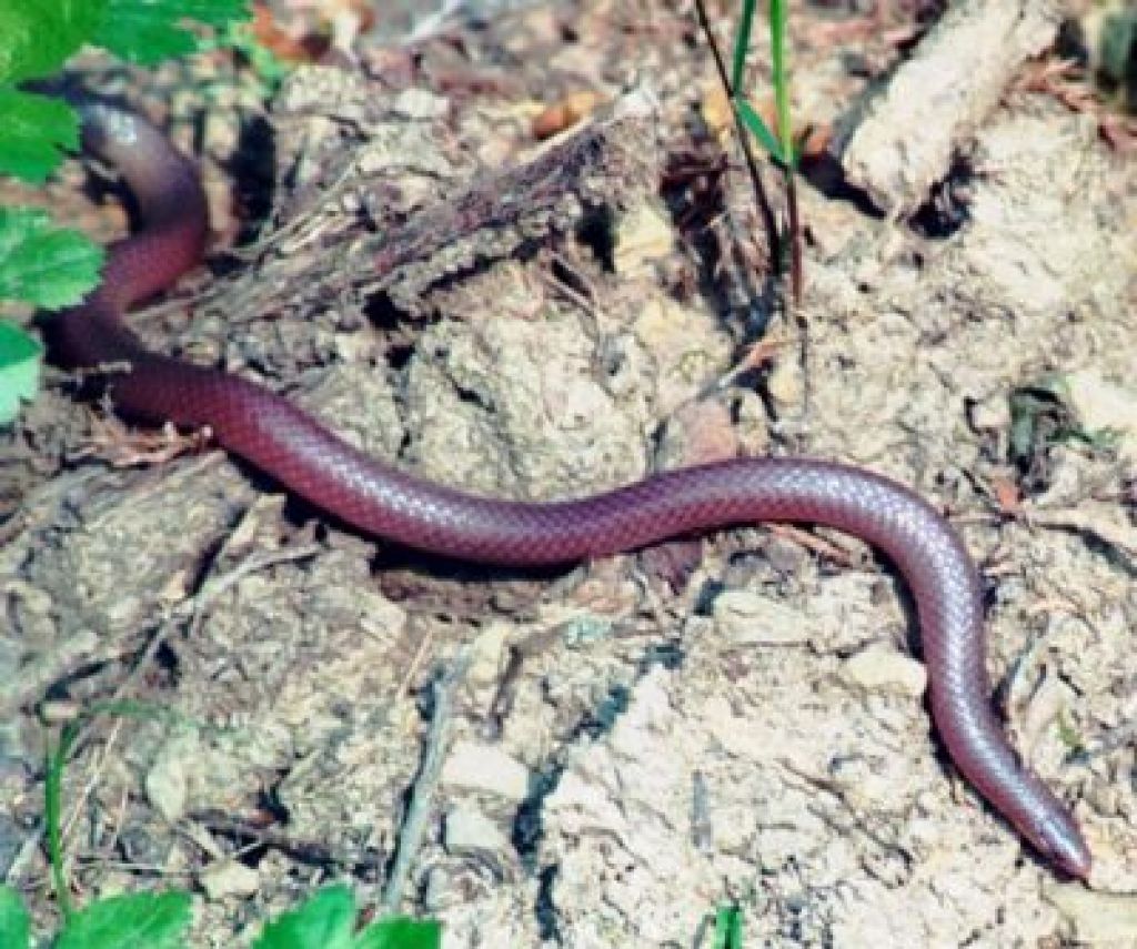 Britanski umetnik je živel kot deževnik