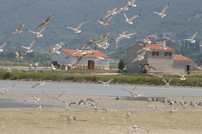 Sečoveljske soline lahko uniči neurje