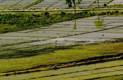 Prepoved uvoza ameriškega riža?