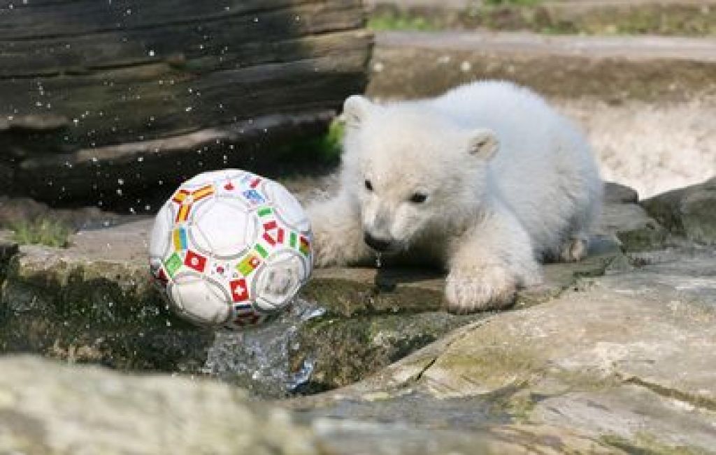 Medveda Knuta mučijo hude psihične težave