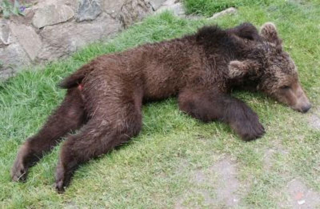 Lovčeva pomota usodna za medveda